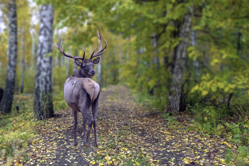 What To Do In A Motorcycle Deer Accident | callsam.com